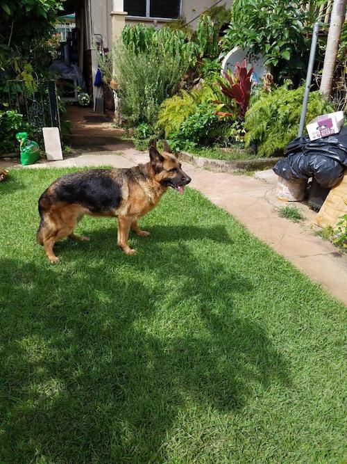 Hawaii German Shepherd Breeder, Puppies