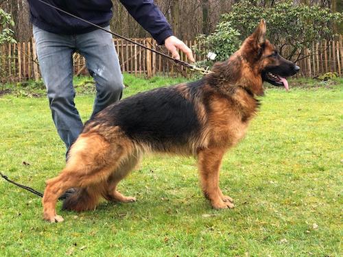 Hawaii German Shepherd Breeder, Puppies